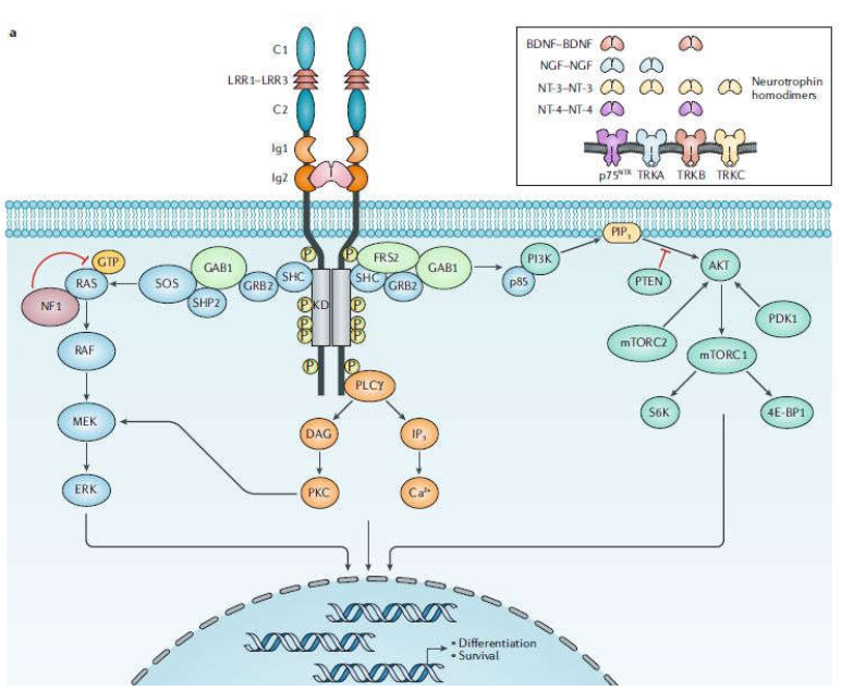 NCCN指南新增NTRK靶点，伯豪医学多项产品适用-上海伯豪医学检验所有限公司