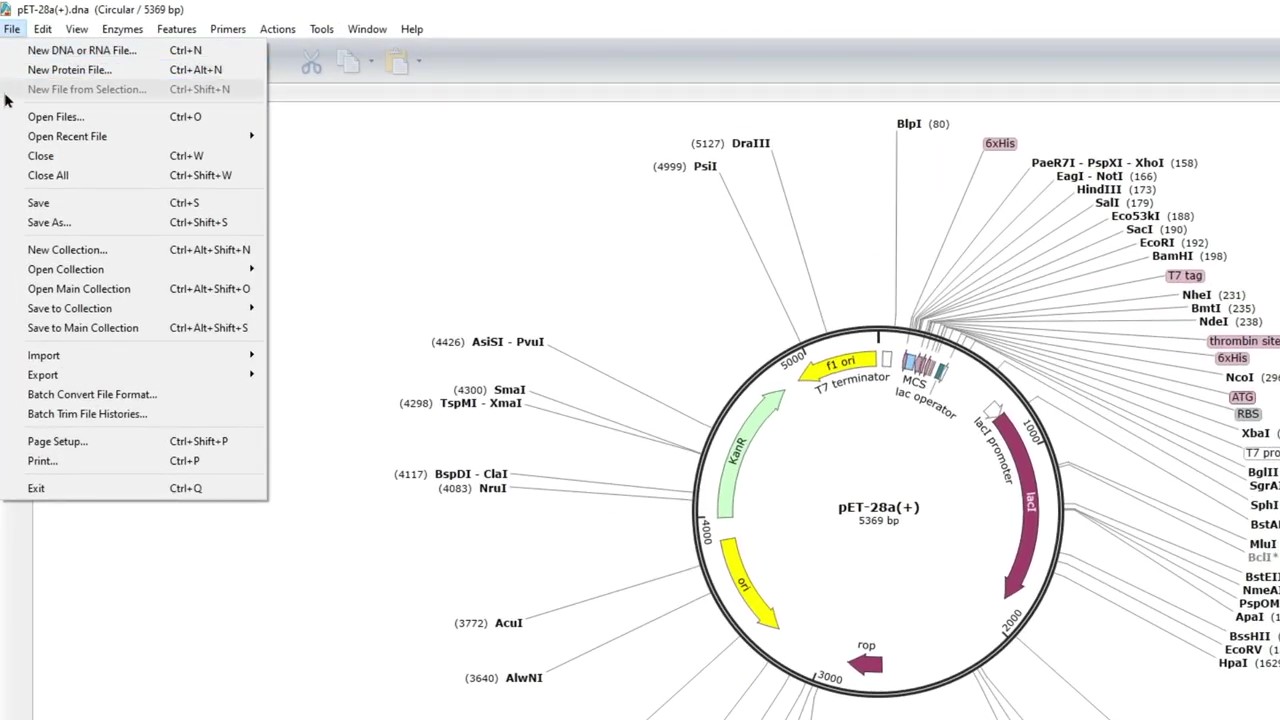 SnapGene 初学者使用向导-北京睿驰科技