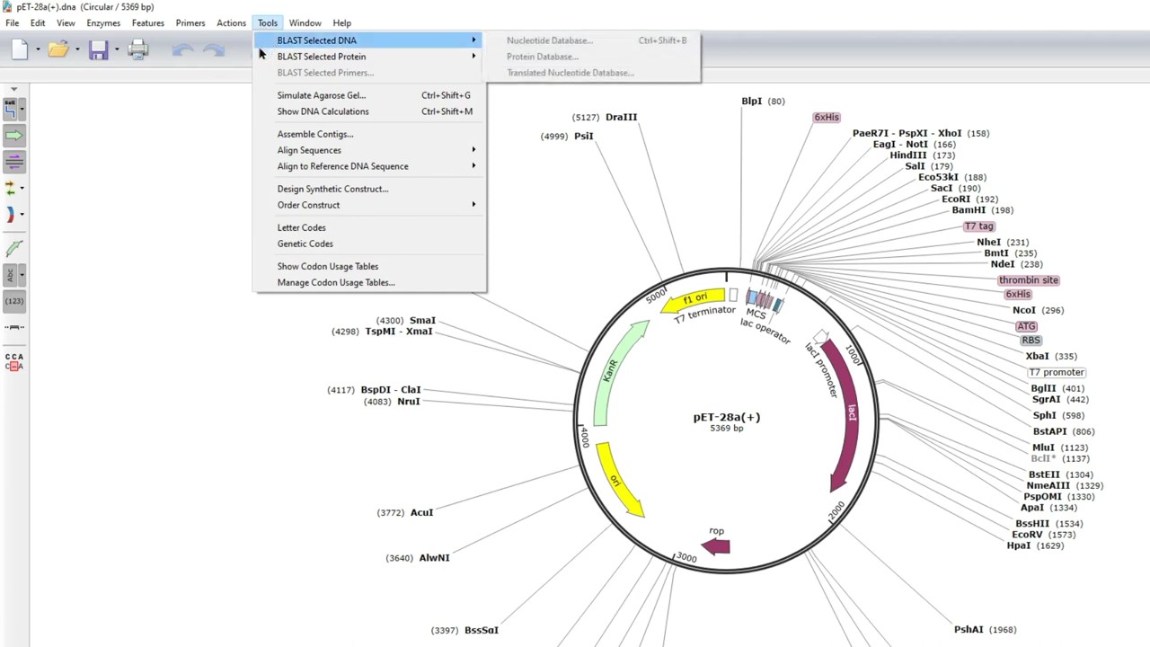 SnapGene 初学者使用向导-北京睿驰科技