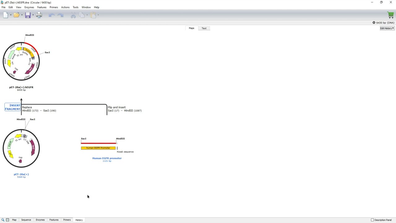SnapGene 初学者使用向导-北京睿驰科技