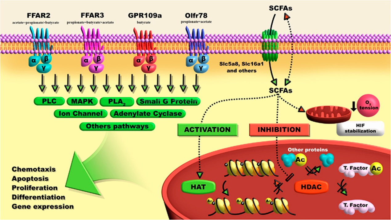 短链脂肪分析-中科脂典