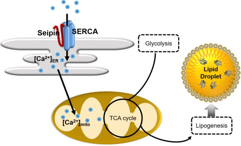 EMBO J: Seipin通过钙依赖性线粒体代谢来调控脂质稳态 -中科脂典