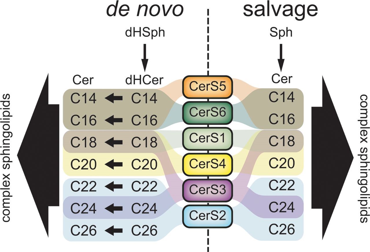 Cell: 肥胖的可控开关—CerS6与Mff蛋白 -中科脂典