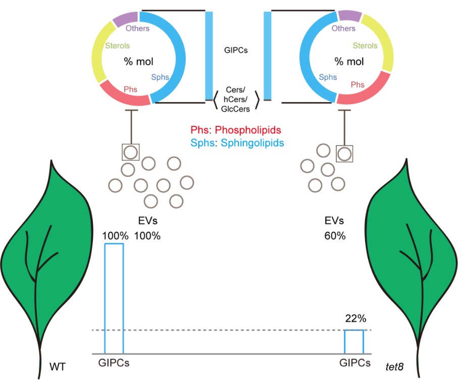 Mol Plant：脂质组学分析揭示GIPC在拟南芥叶片细胞外囊泡中的重要性-中科脂典