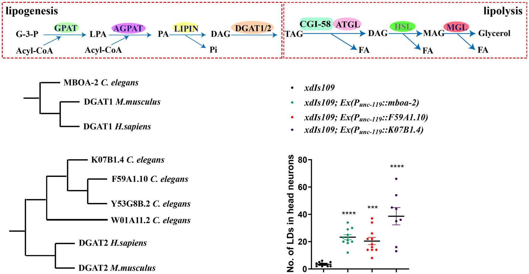EMBO reports：黄勋团队发现神经元脂解参与PUFA介导的神经系统功能和神经退变-中科脂典