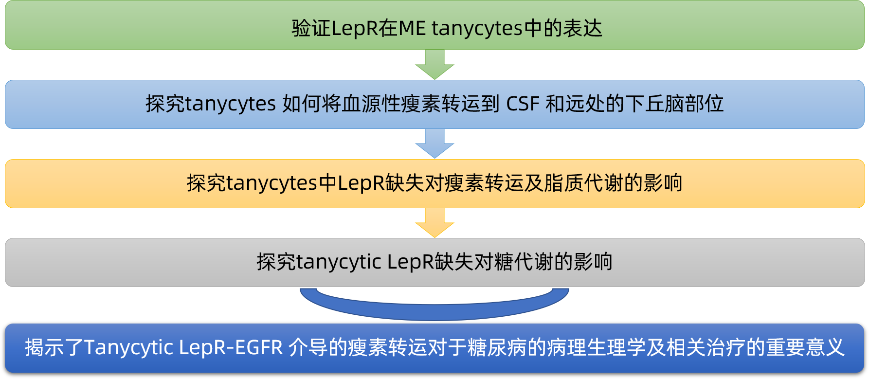 Nature metabolism：瘦素通过 tanycytic LepR-EGFR 穿梭进入大脑控制脂质代谢和胰腺功能-中科脂典