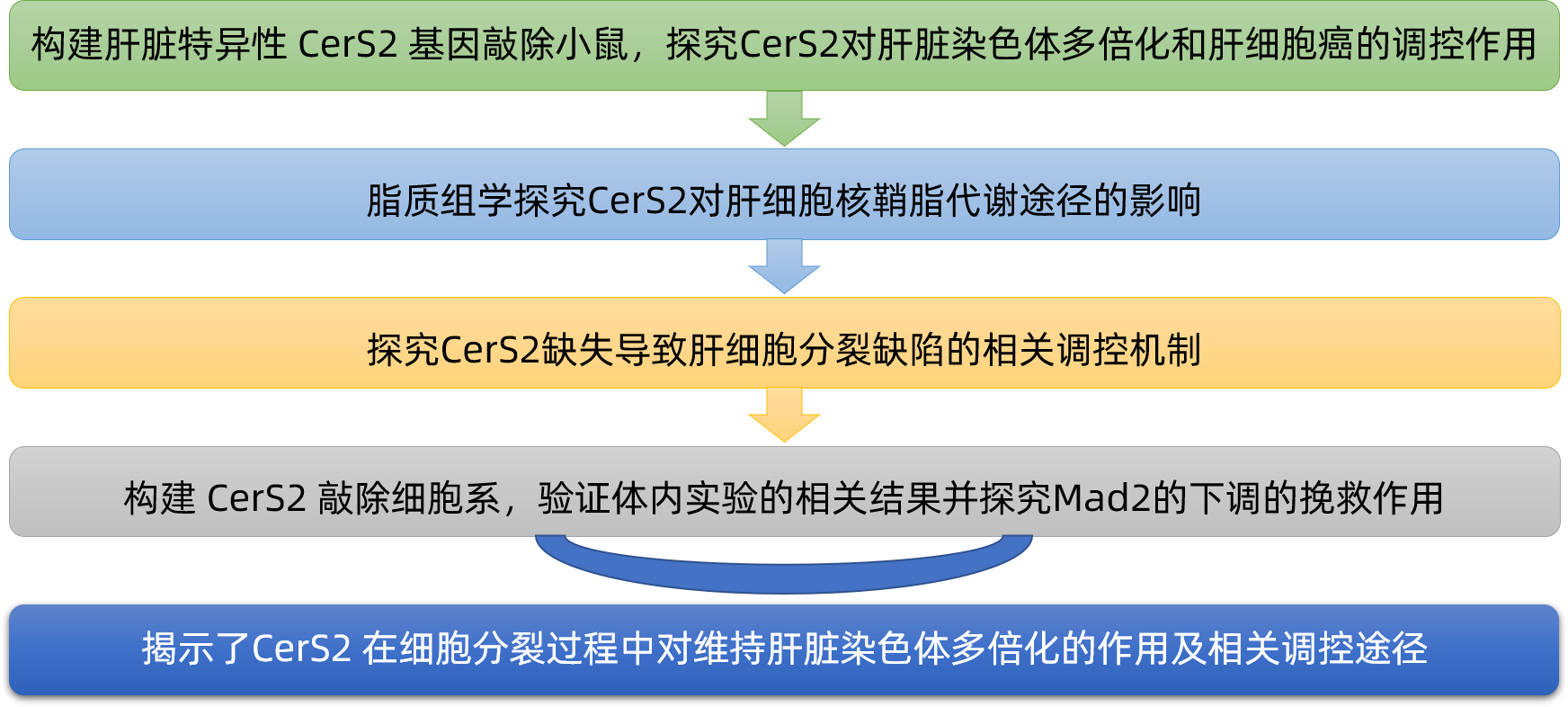 Clinical and Translational Medicine：税光厚团队揭示CerS2介导Mad2信号通路维持肝细胞正常分裂的分子 ...