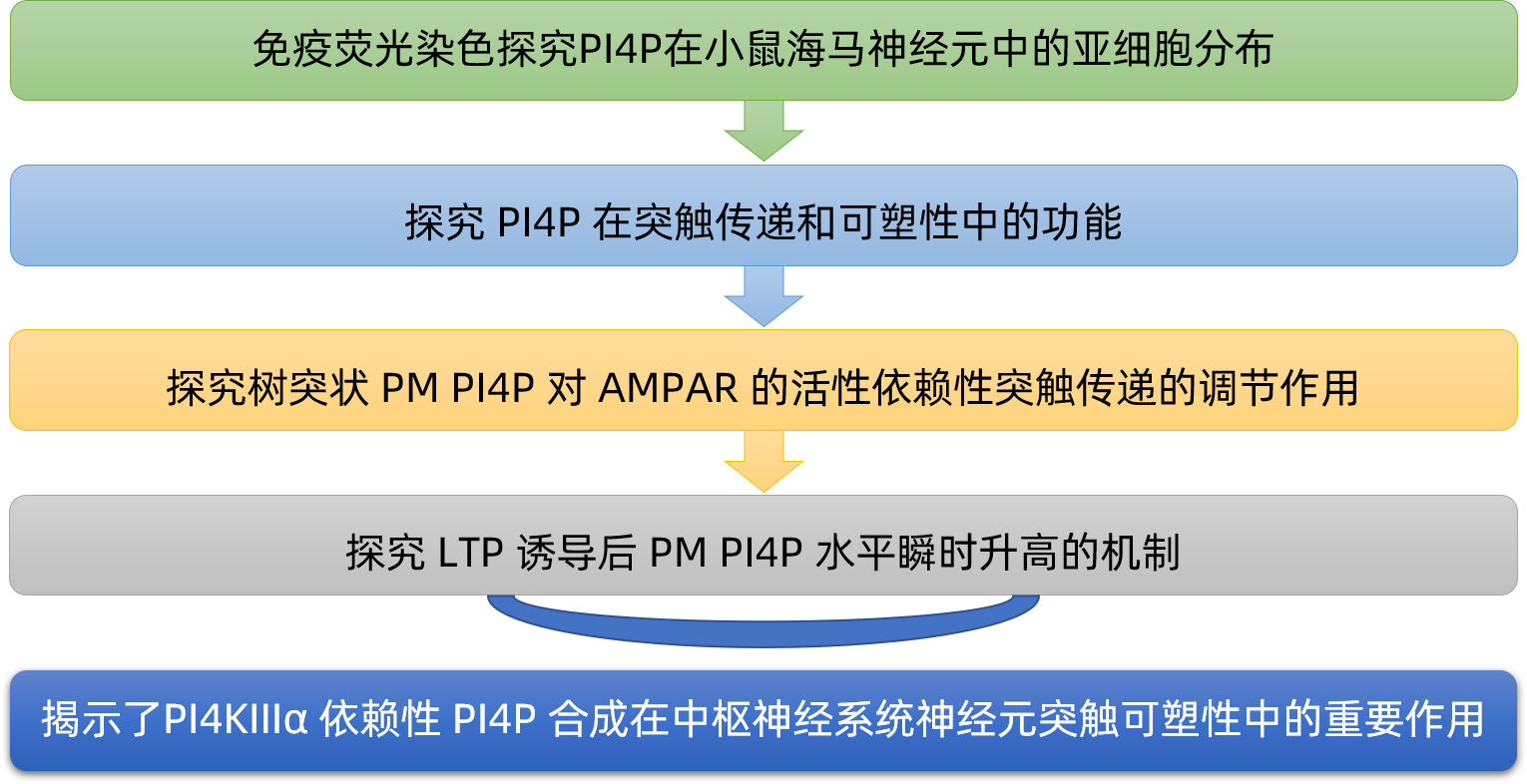 Cell Reports：刘佳佳团队揭示PI4P 合成在神经元突触可塑性中的重要作用-中科脂典