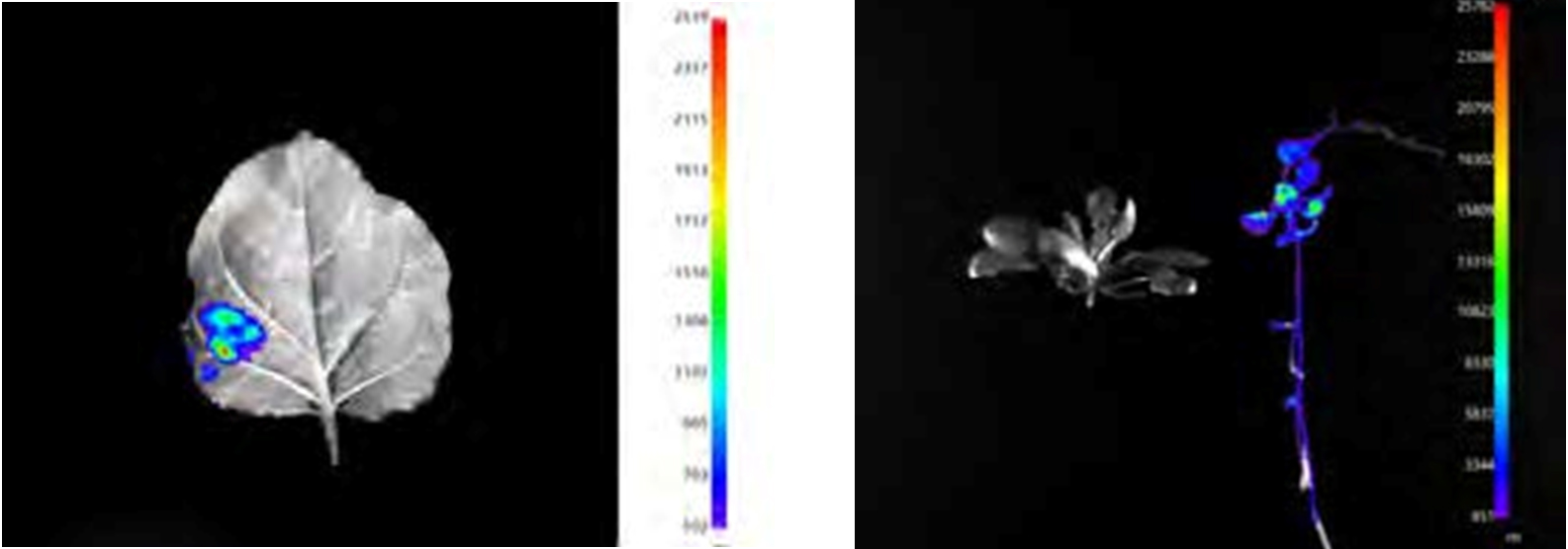 PlantView100植物活体成像系统-企业官网