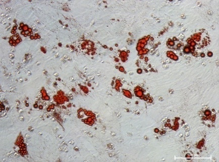 BI MSCgo™成脂诱导分化试剂_报价/价格/性能参数/图, 以色列BI_生物器材网