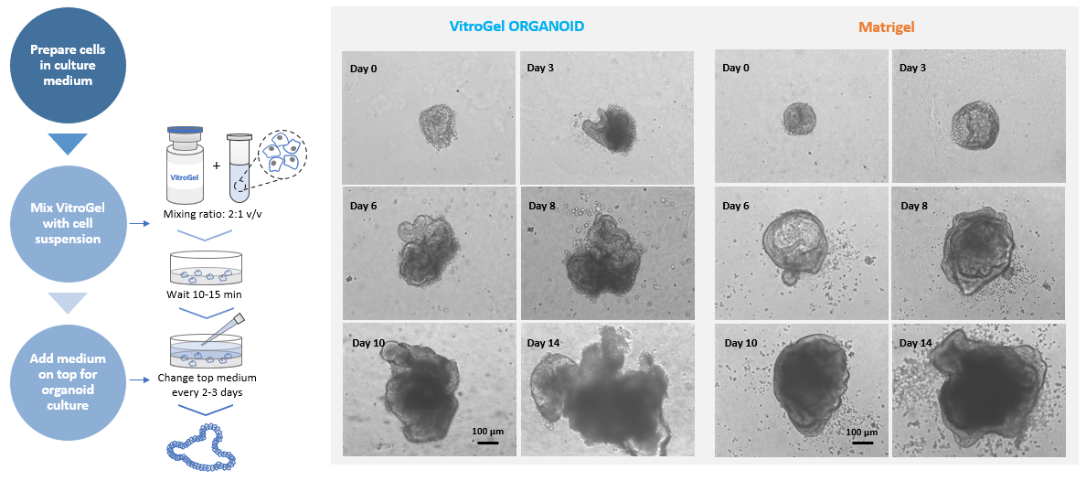 VitroGel® ORGANOID-逍鹏生物官网