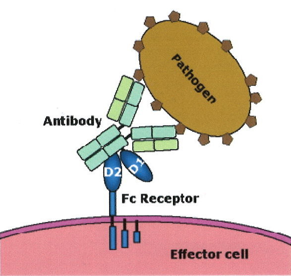 中性粒细胞CD64流式检测 — 感染性疾病诊断新指标（一）-北京华仕祺科贸有限公司