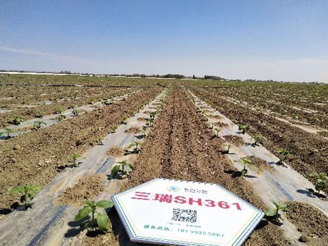 好种子，从苗看，SH363、SH361整装待发，接受检阅-三瑞农科