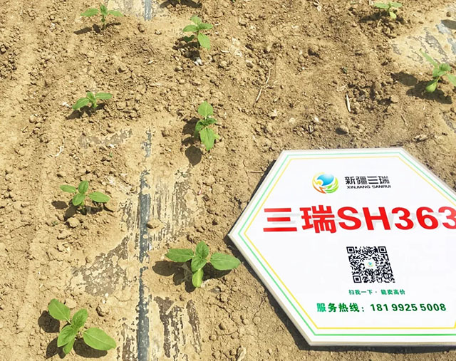 好种子，从苗看，SH363、SH361整装待发，接受检阅-三瑞农科