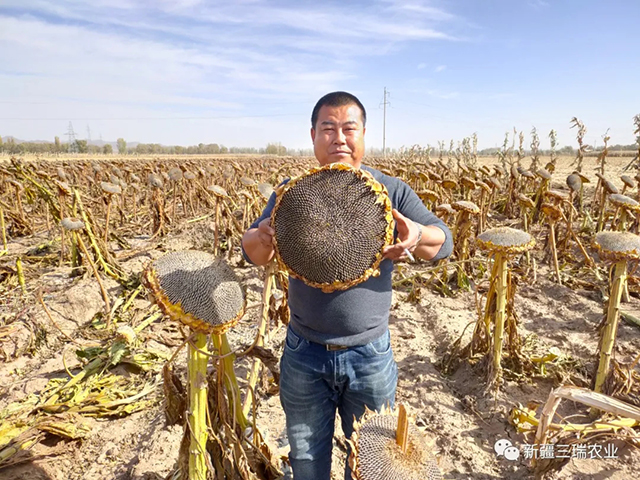 优质品种篇——高端炒货必选原料SH363-三瑞农科